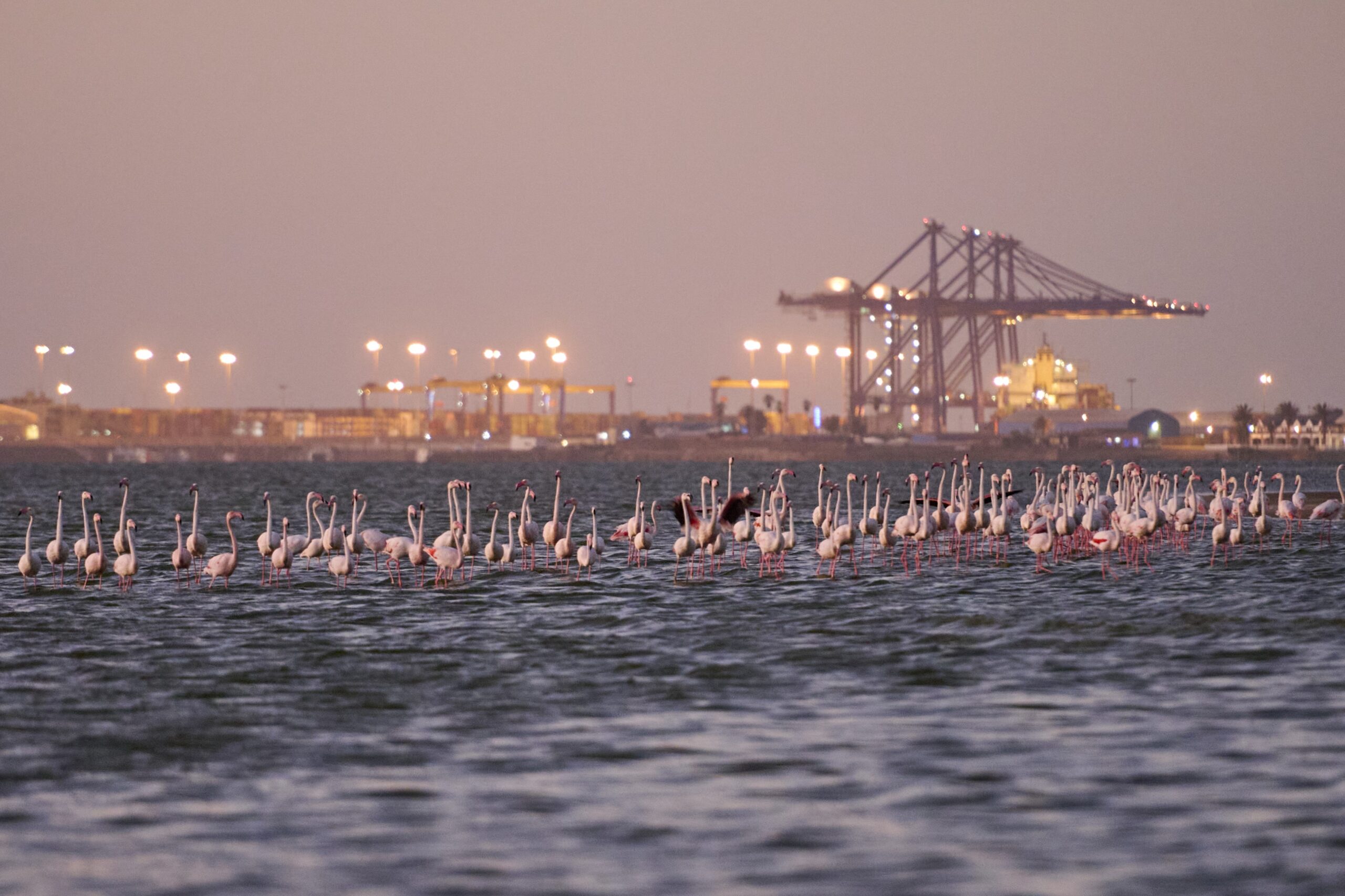 Namibian Ports Authority (NAMPORT) - Walvis Bay Lagoon Ecosystem Health ...